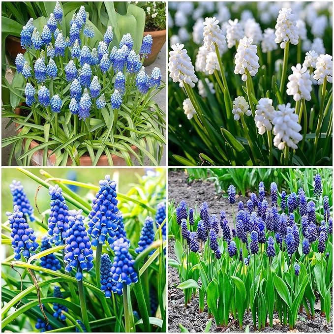 Woodland bulbs® 40 x Muscari Bulbs 'Mixed' Spring Flowering Garden ...