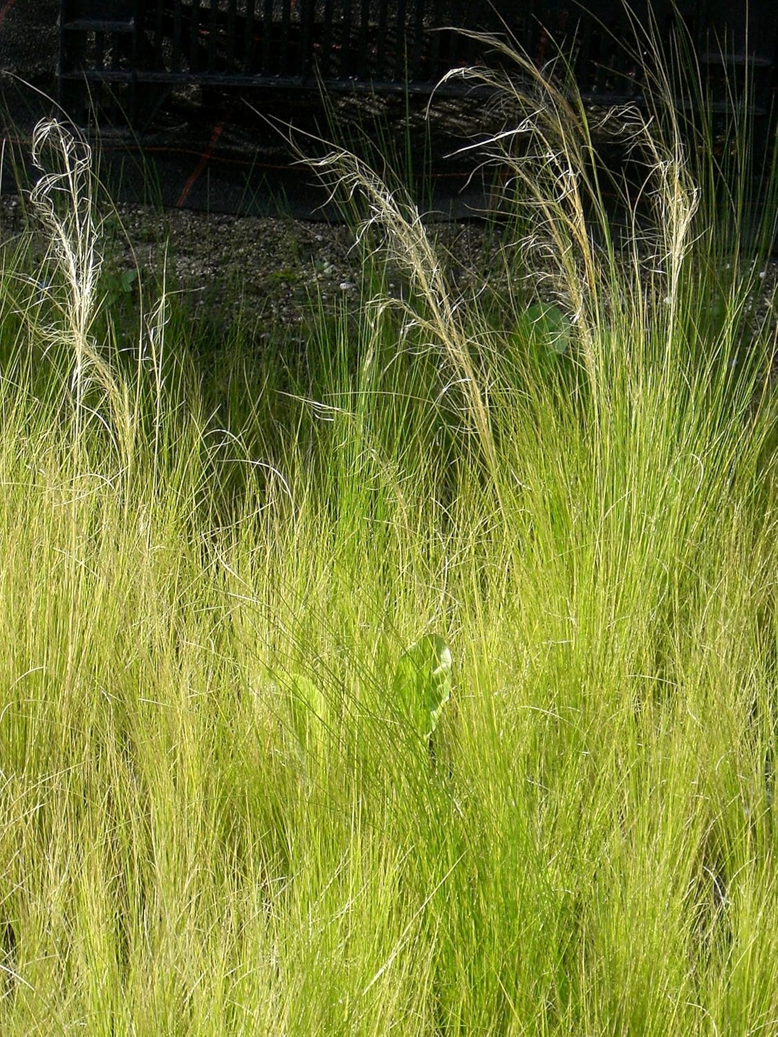 Stipa tenuissima - Zartes Federgras, 24 Pflanzen im 5/6 cm Topf: Amazon ...