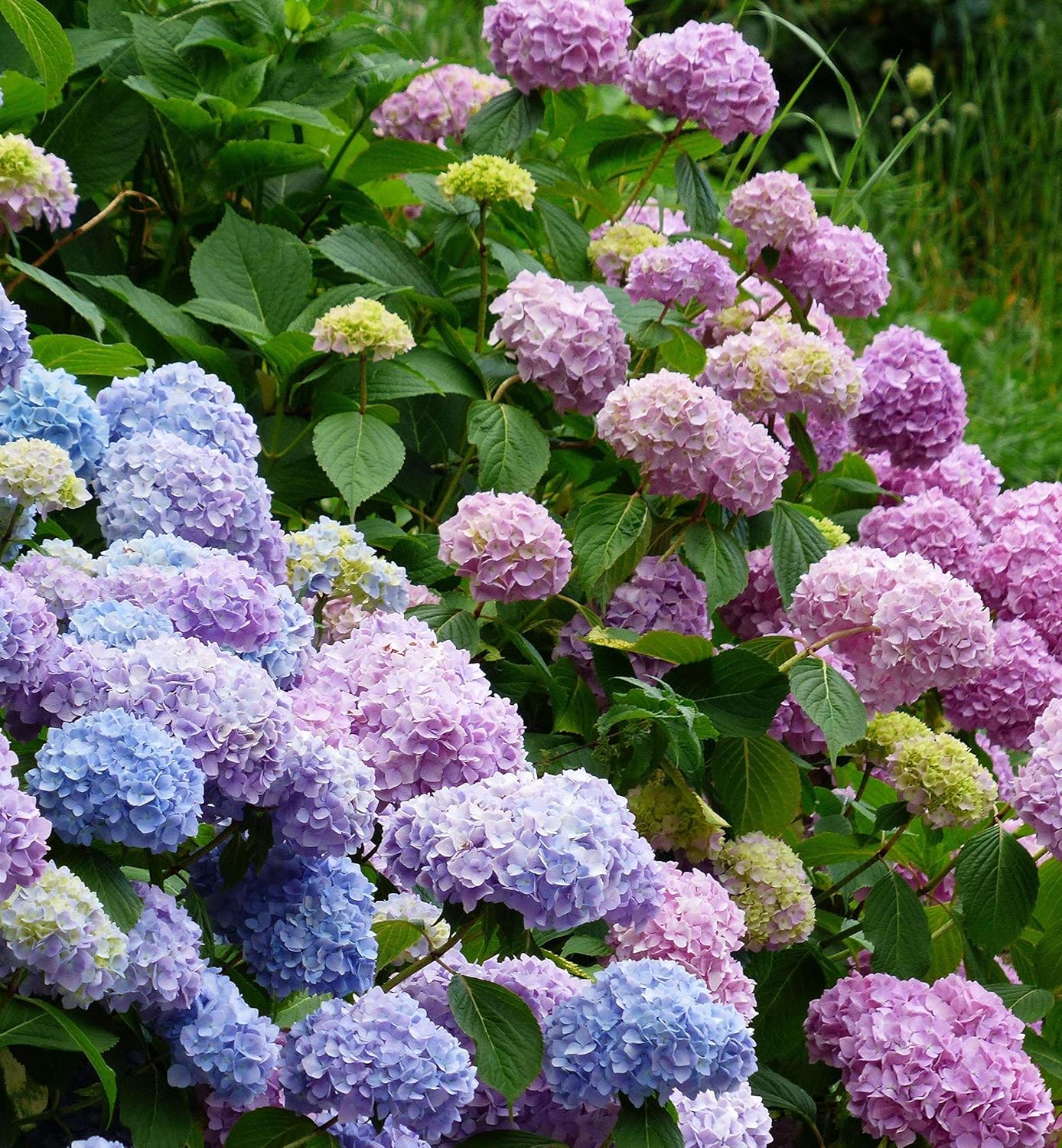 Mixed Blue Hydrangea Seeds 50, Fast Growing Shrub, Giant Snowball ...