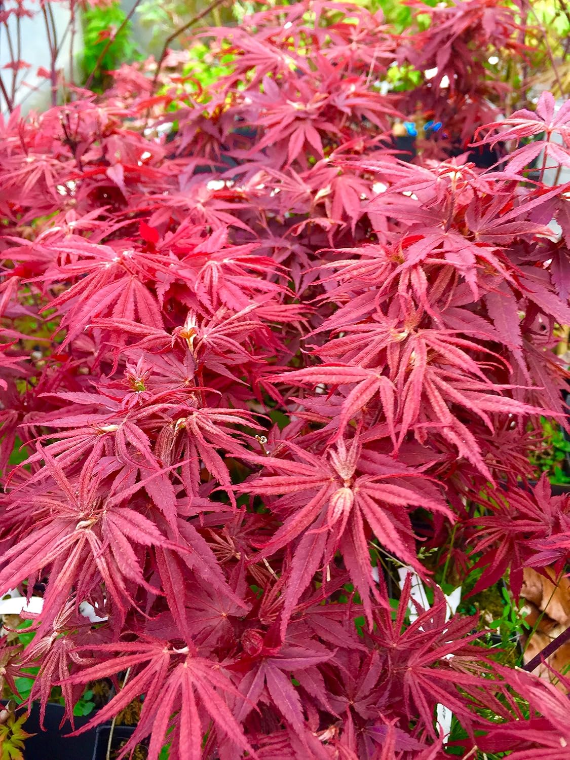 Dwarf Japanese Maple Noredmaxi
