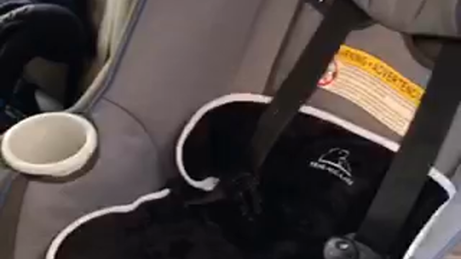 Watch Bear and Care Piddle Pad Demo on Amazon Live