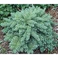 Amazon.com : Dwarf Japanese Larch Larix kaempferi 'Blue Dwarf' Grows ...