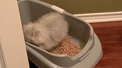 Amazon.com: Lucky Champ Litter Pan : Pet Supplies