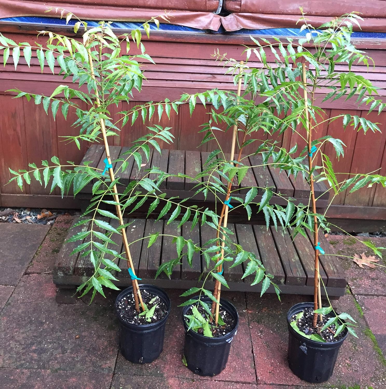 Amazon.com : Neem Tree (Thai Sadao) -Azadirachta Indica: Large Tree ...