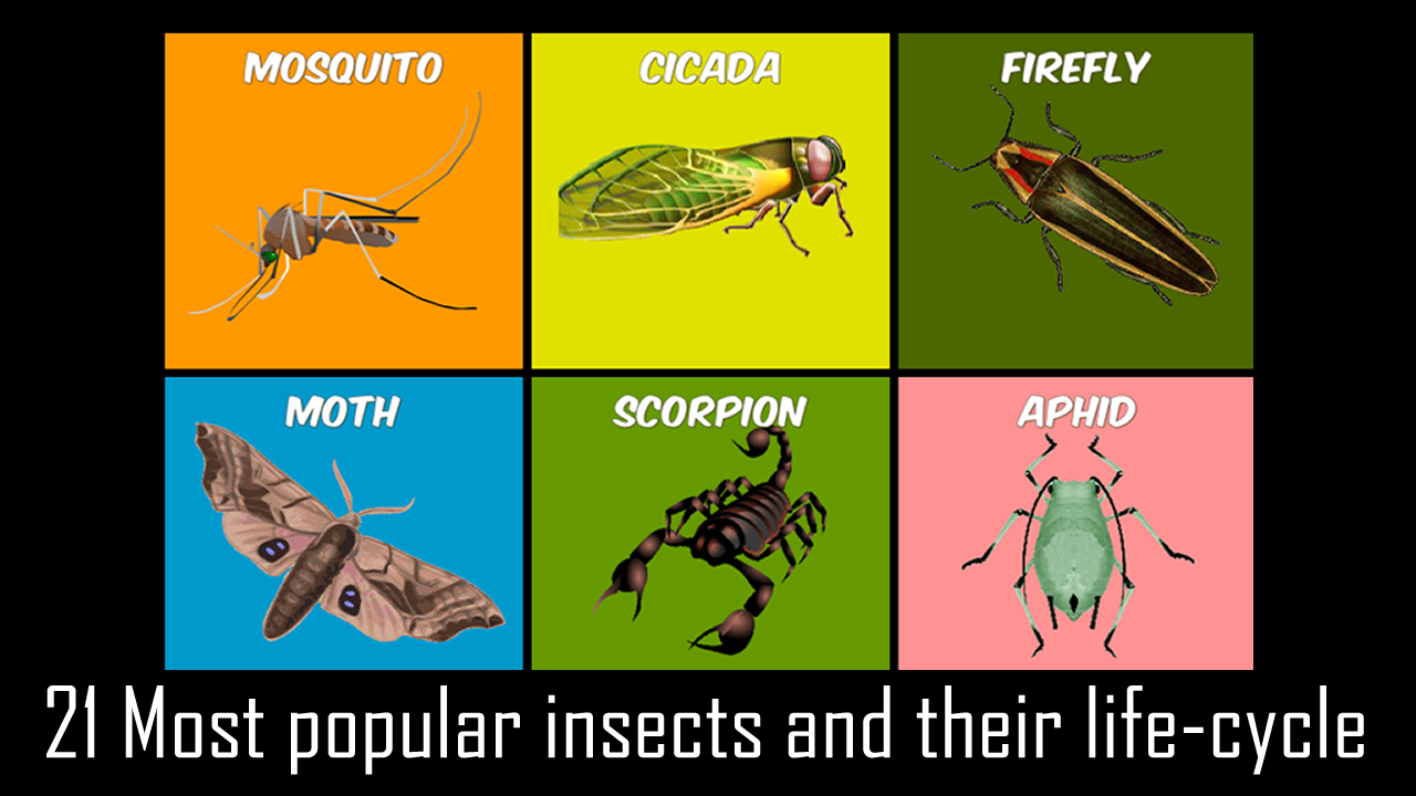 Animals Life Cycle - Insects and Arachnids:Amazon.es:Appstore for Android