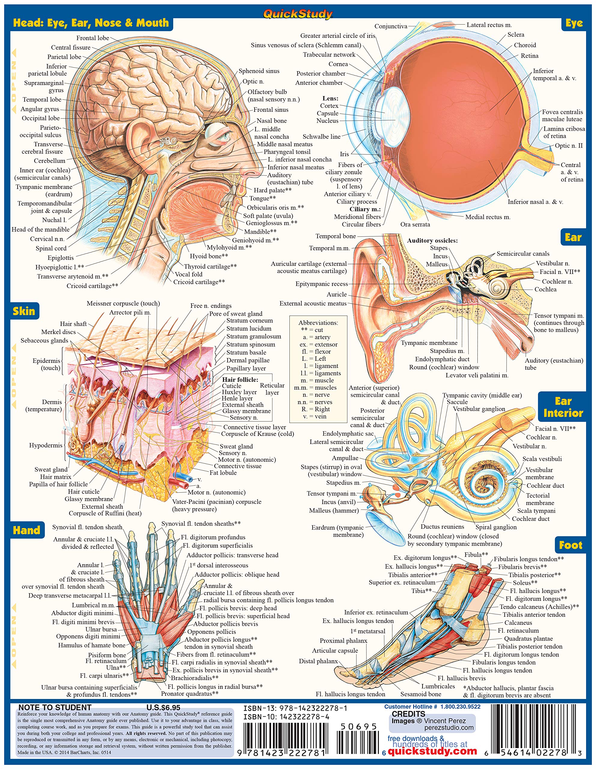 Mua Anatomy QuickStudy Laminated Reference Guide (QuickStudy Academic ...