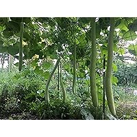 Amazon.com : Cucuzzi (Italian Edible) Gourd Seed, Much Like Summer ...