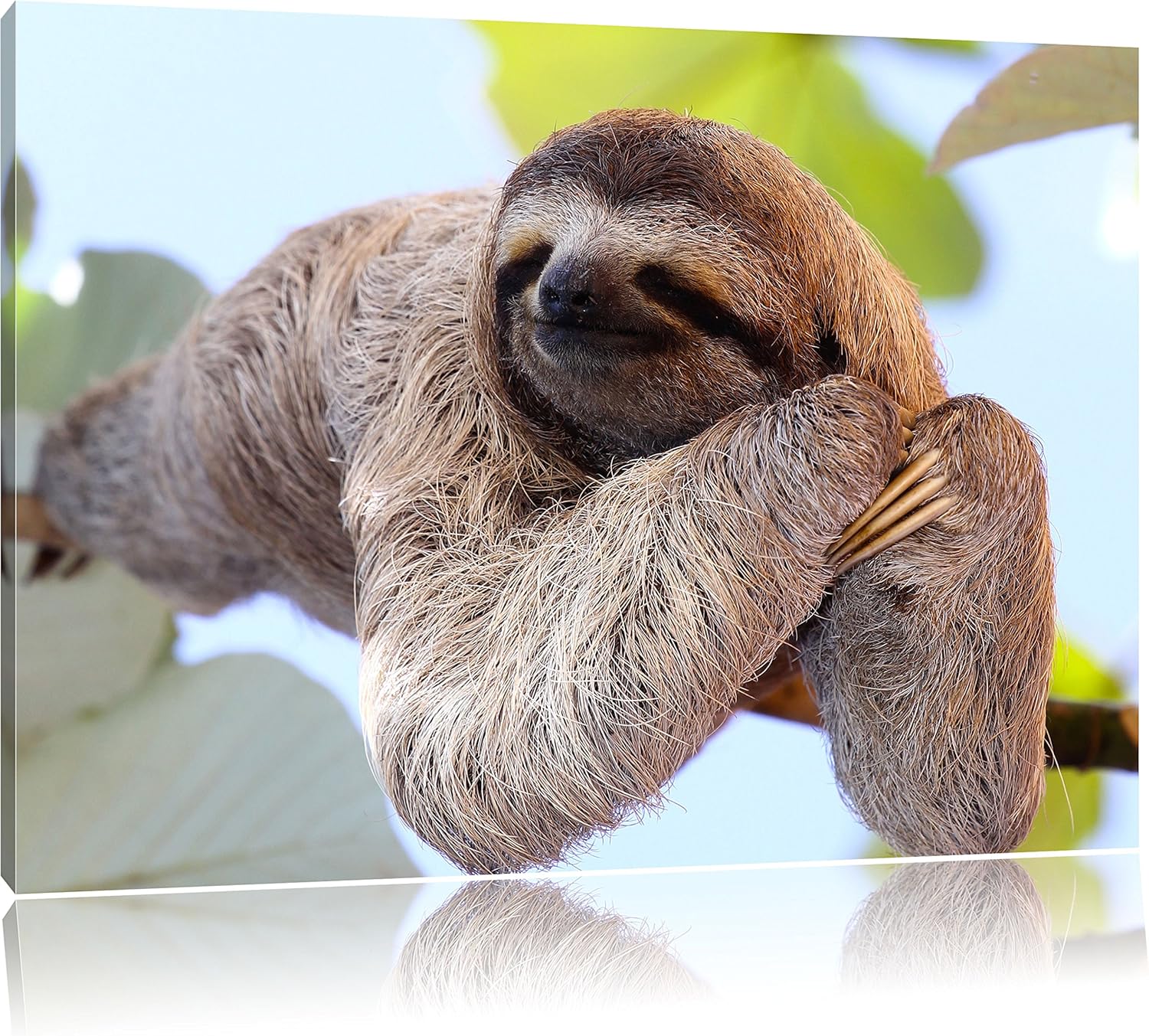 Pixxprint schönes Faultier hängt von AST als Leinwandbild | Größe ...