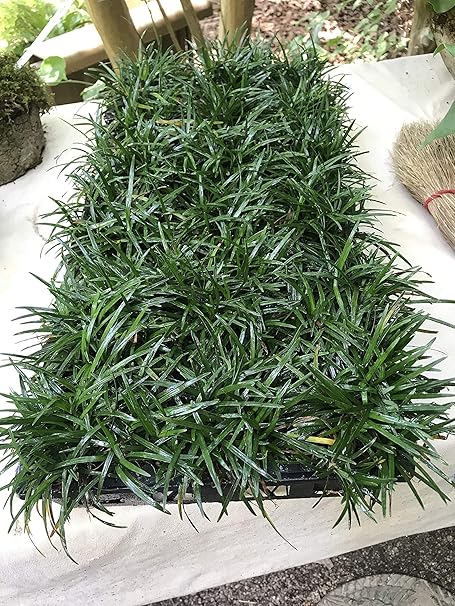 Amazon.com : Dwarf Mondo Grass (Ophiopogon Japonicus 'Nana') 18 Count ...
