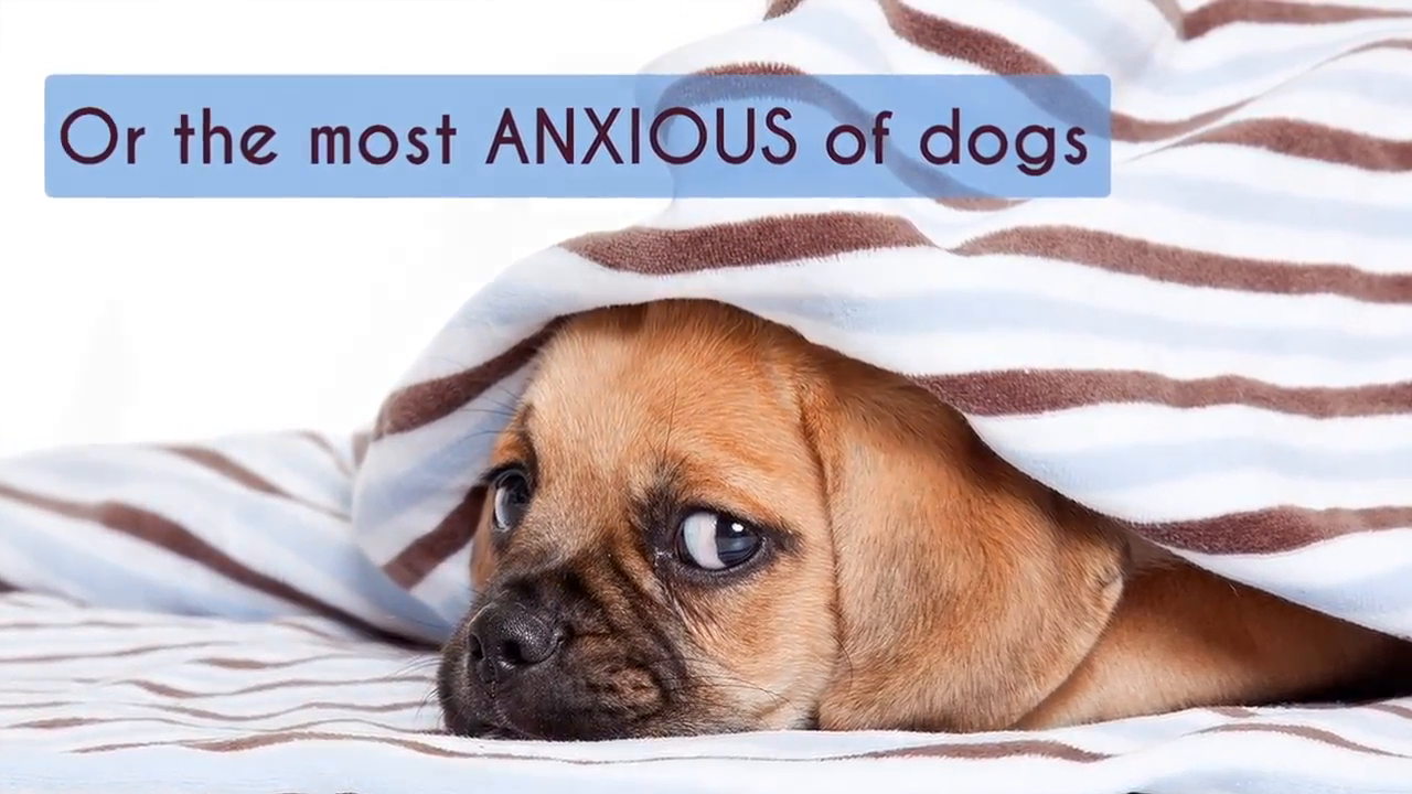 Relax My Dog - Relaxing Music for Dogs:Amazon.co.uk:Appstore for Android