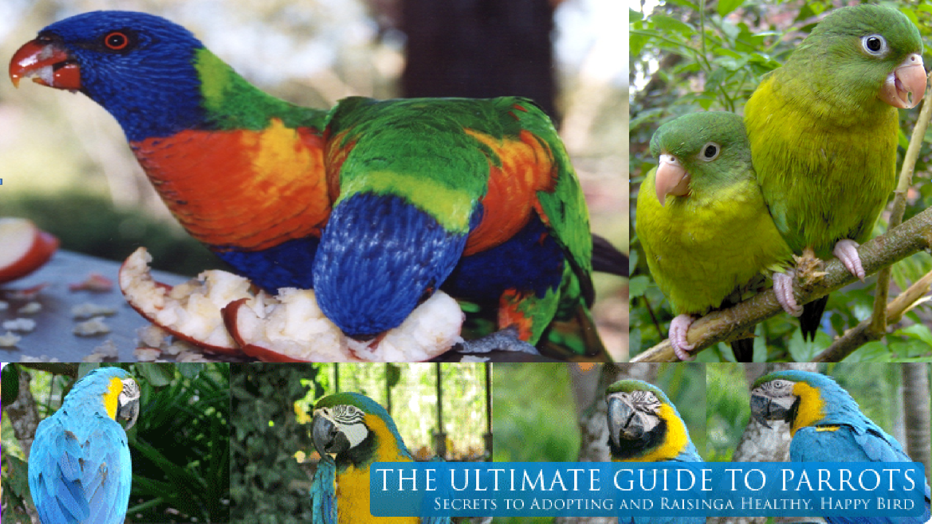 Parrot Talking:Amazon.ca:Appstore for Android