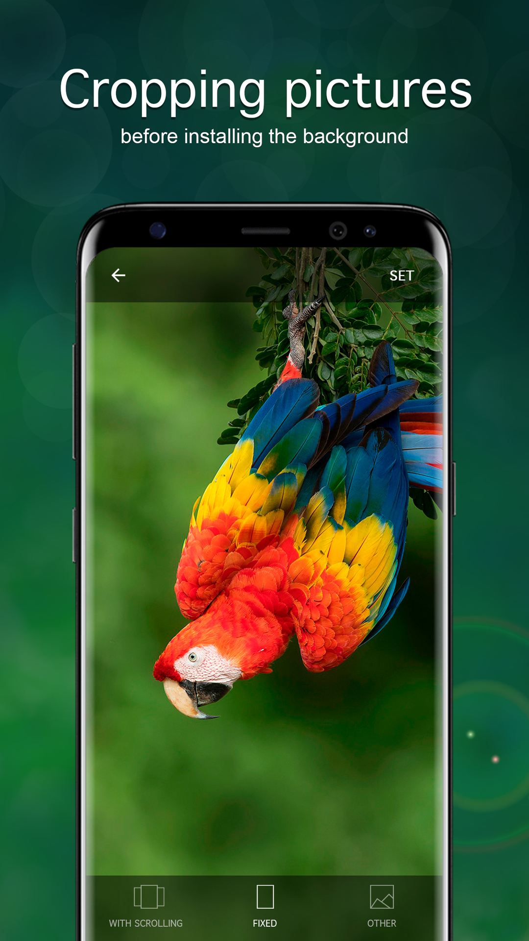 Parrot Wallpapers and Backgrounds apps 4k:Amazon.de:Appstore for Android
