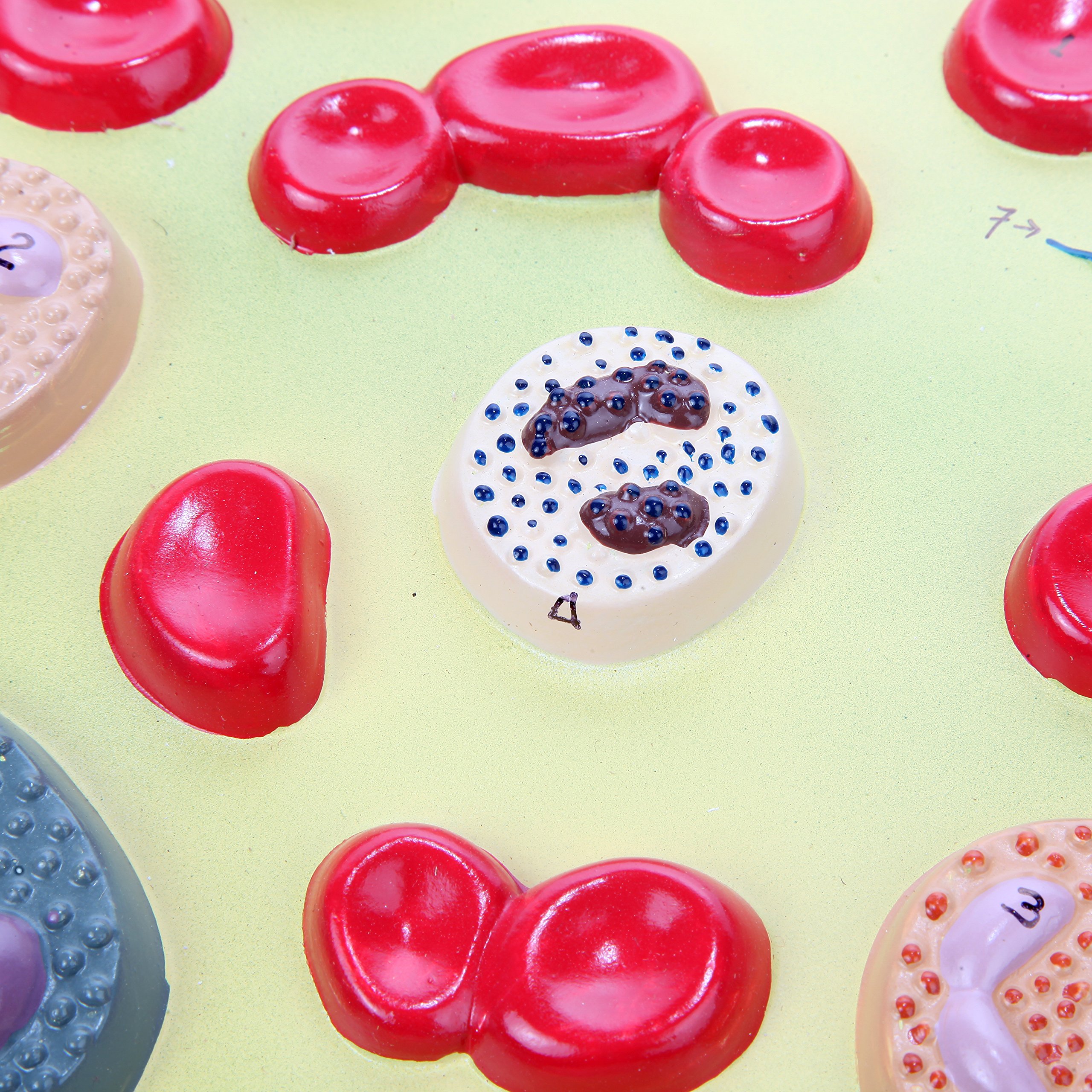 Axis Scientific Anatomy Model Of Human Red Blood Cells | Model Is ...