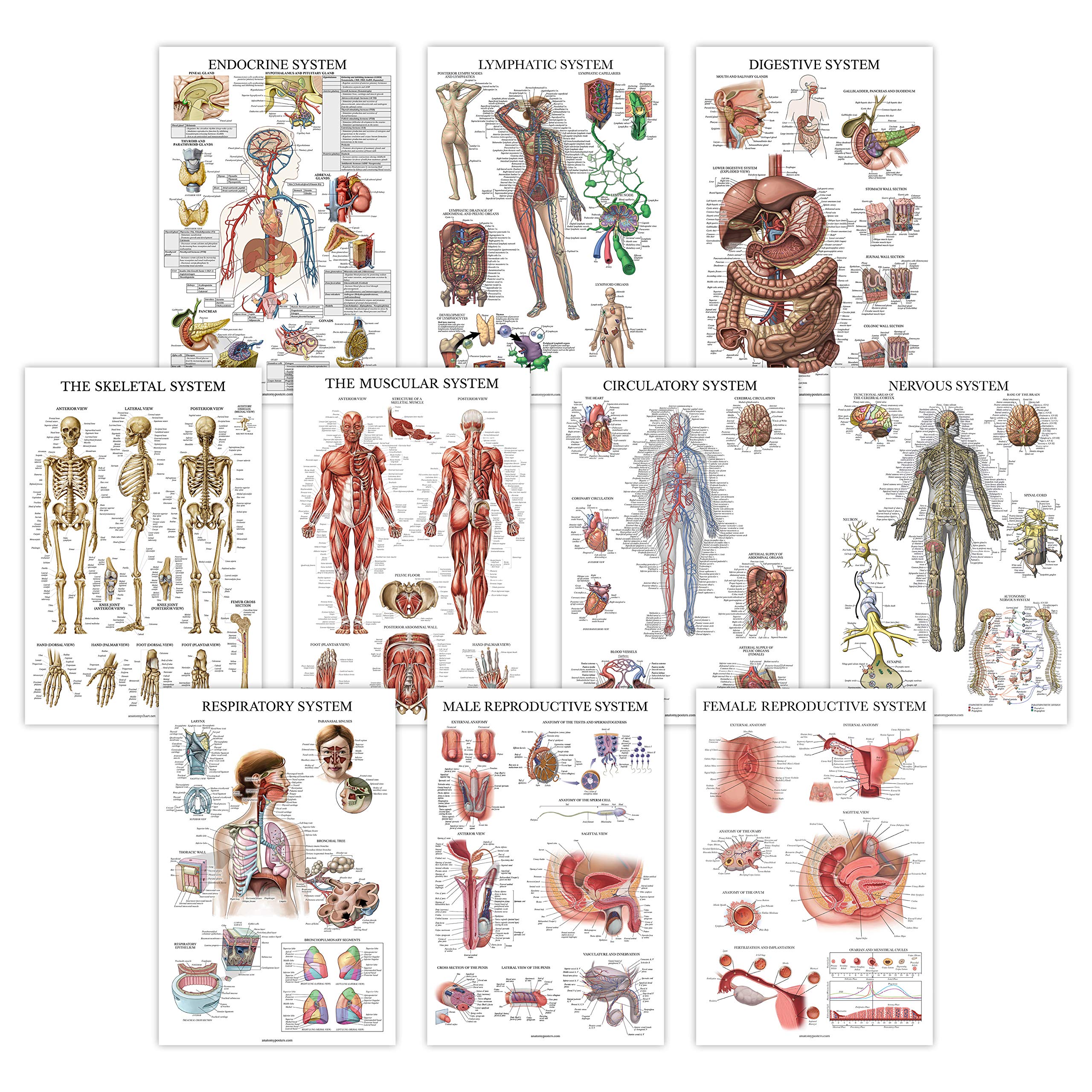 10 Pack - Anatomical Poster Set - Laminated - Muscular, Skeletal ...
