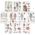 10 Pack - Anatomical Poster Set - Laminated - Muscular, Skeletal ...
