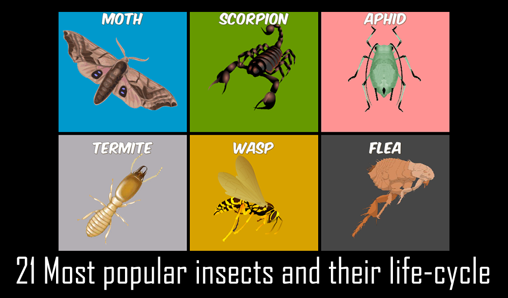 Animals Life Cycle - Insects and Arachnids Free:Amazon.de:Appstore for Android