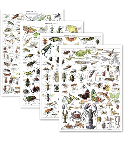 Insect Id Chart