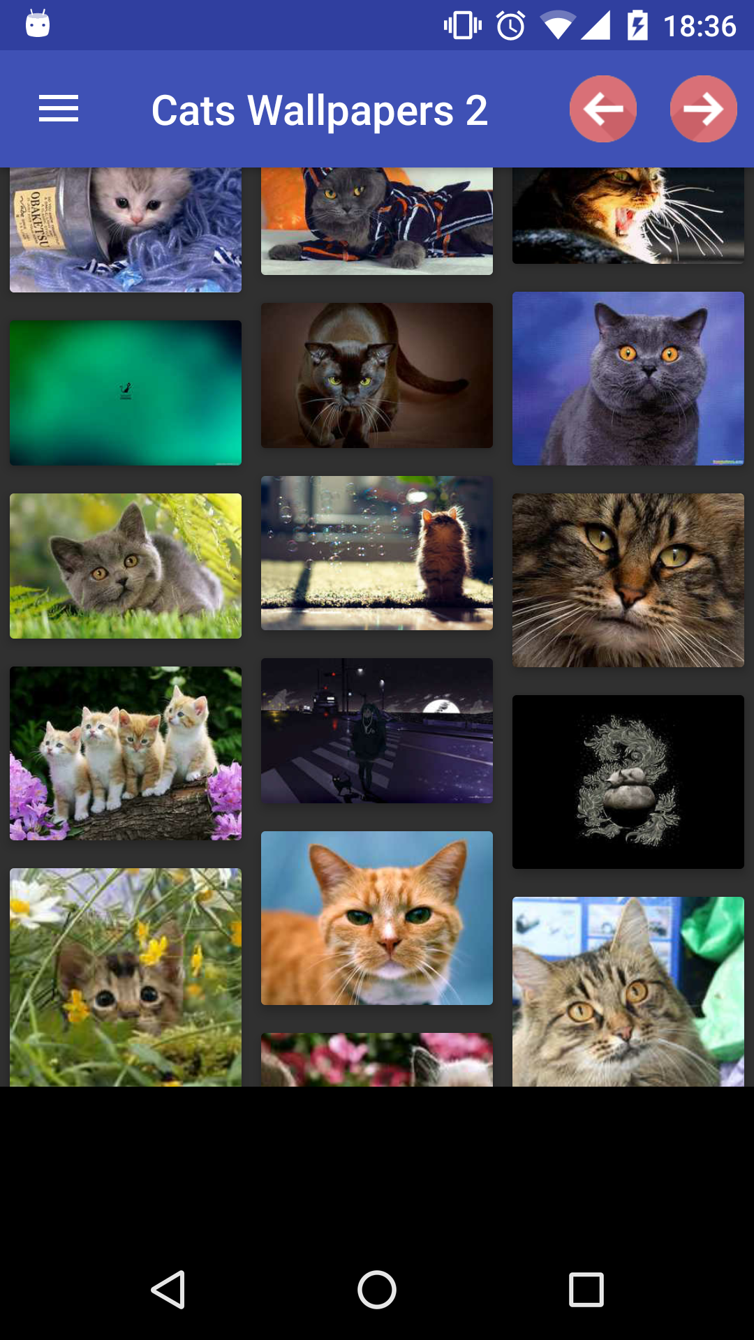 Amazon.com: Cats Wallpapers: Appstore for Android