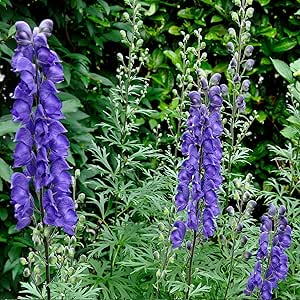 Amazon.com : Monkshood Seeds (Aconitum napellus) Packet of 20 Seeds ...