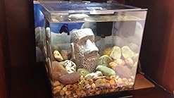 Amazon.com : Underwater Galleries AUG3212 Aztec Ruin : Aquarium Decor ...