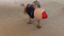 Pet Supplies : Squeaky Donald Trump Dog Chew Toy - Funny Presidential ...