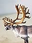 Amazon.com: Safari Ltd. Caribou Realistic Hand Painted Toy Figurine ...