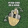Hen Holster Bird Diaper, Wrap Around, For Pigeons, Small Breed Hens ...