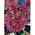 Amazon.com : Fireball Japanese Maple 2 - Year Live Plant : Maple Trees ...