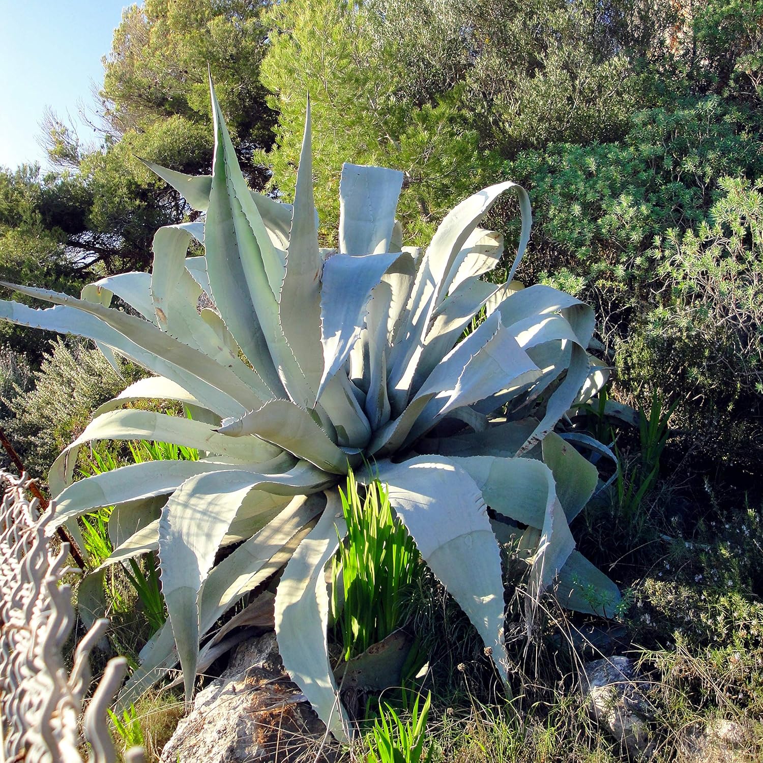 Hardy Agave Americana 'Mediopicta' Plant in 3L Pot: Amazon.co.uk ...