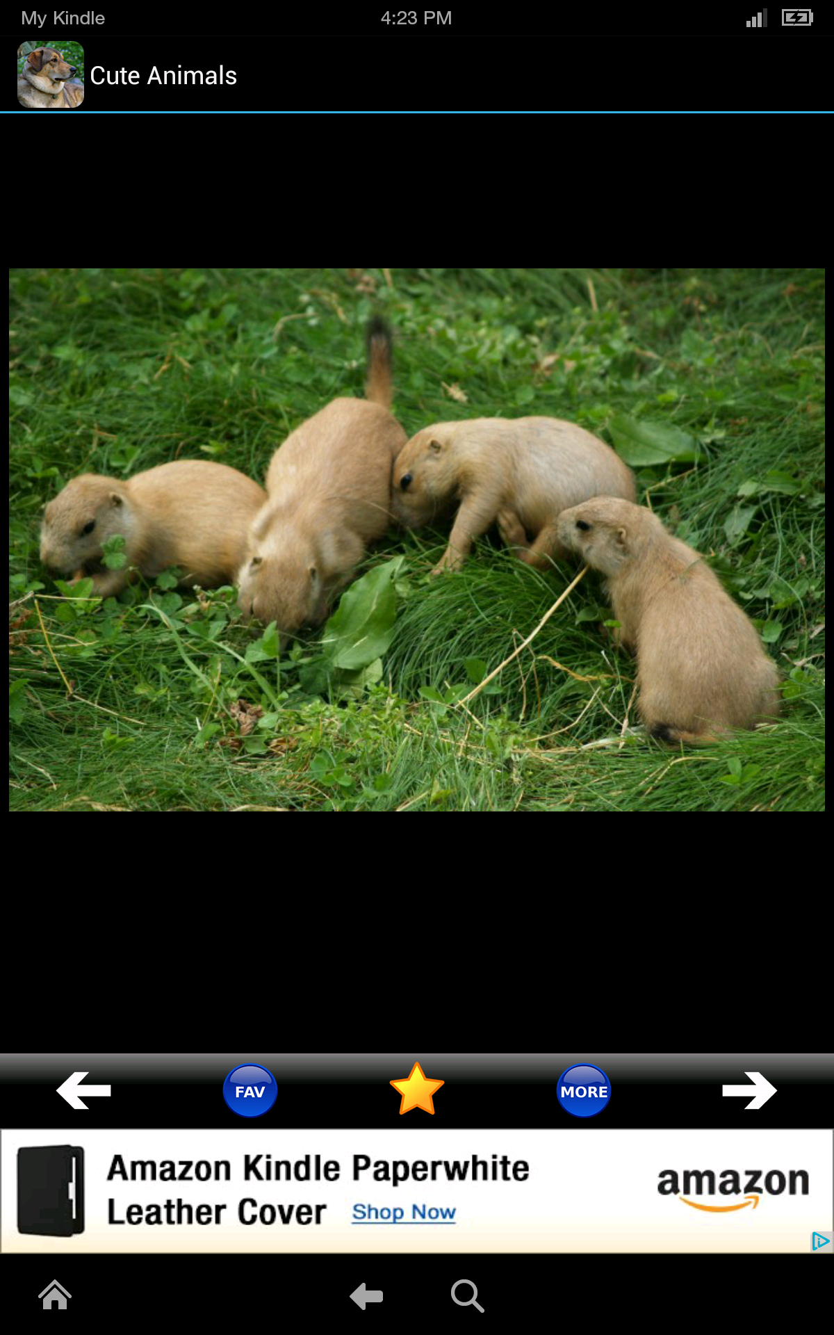 Adorable & Cute Animals!!! Tons of Cute Animal Pictures & Wallpapers of ...
