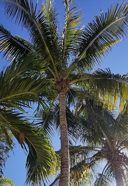 Amazon.com: Second Skin: Unified: A litRPG Adventure (Second Skin Book ...