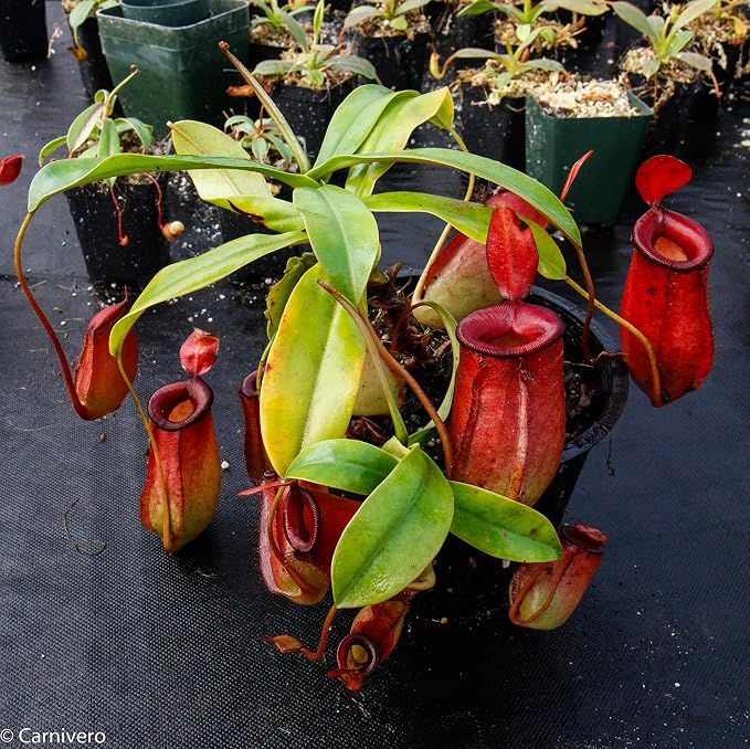 Amazon.com : Tropical Pitcher Plant - Nepenthes Lady Luck - Carnivorous ...