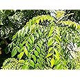 Amazon.com: Fresh ORGANIC Gamthi Curry leaves - 250 Leaves - Very ...