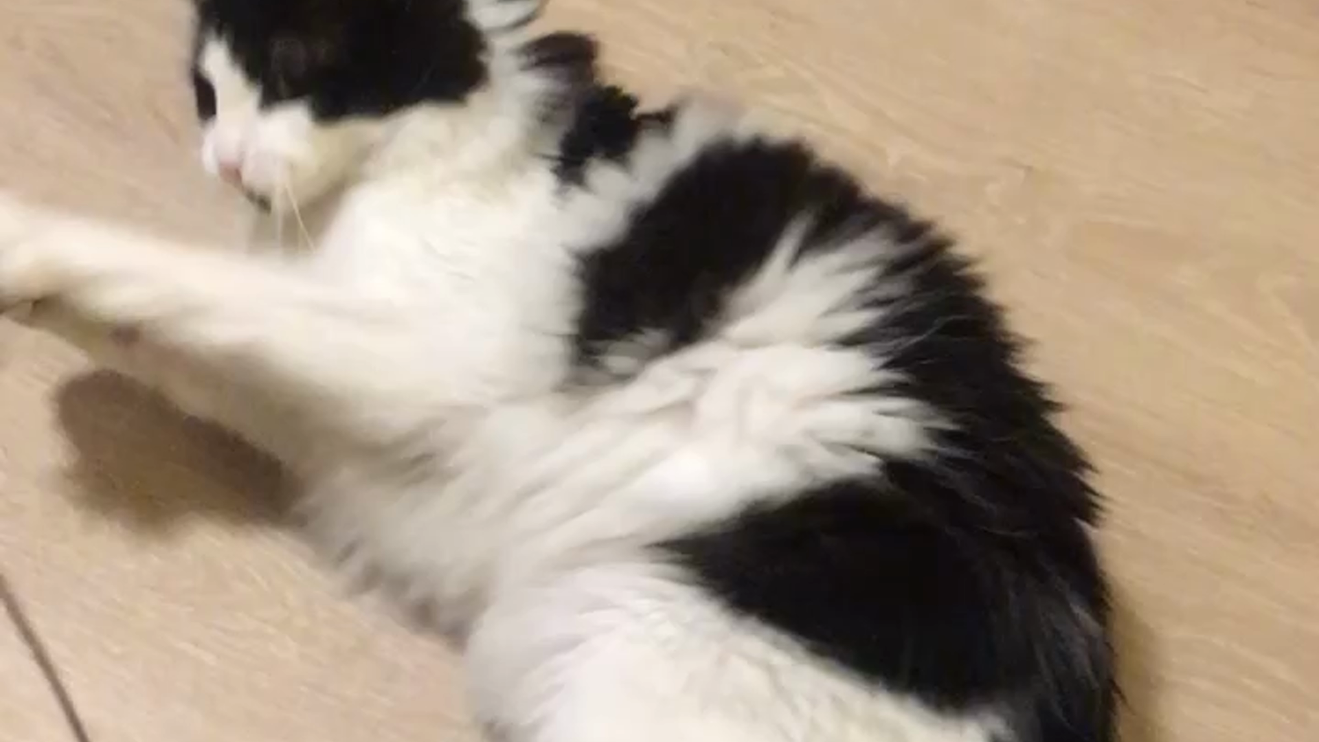 Watch Cat Dancer 101 Cat Dancer Interactive Cat Toy on Amazon Live