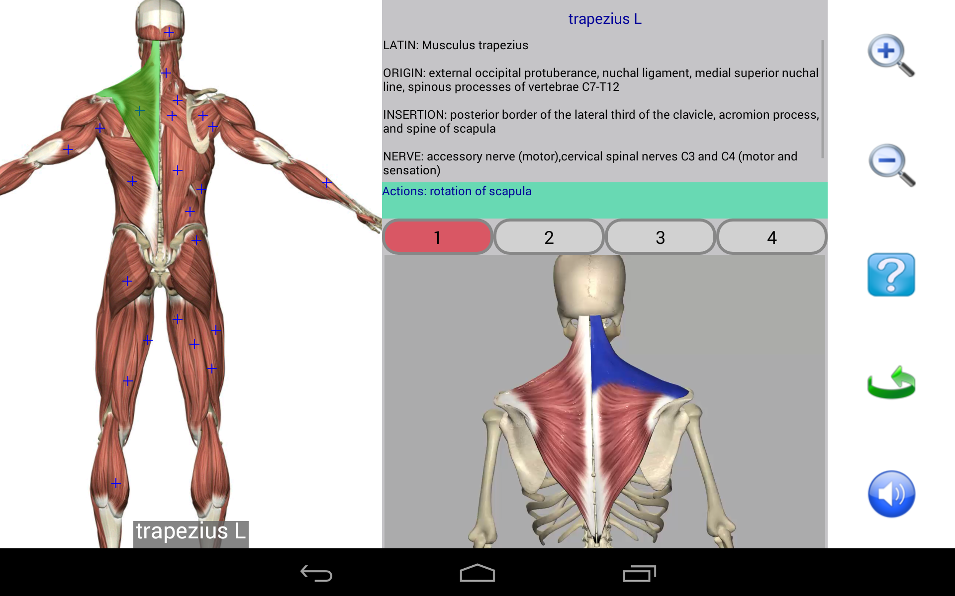 Visual Anatomy Free:Amazon.com:Appstore for Android