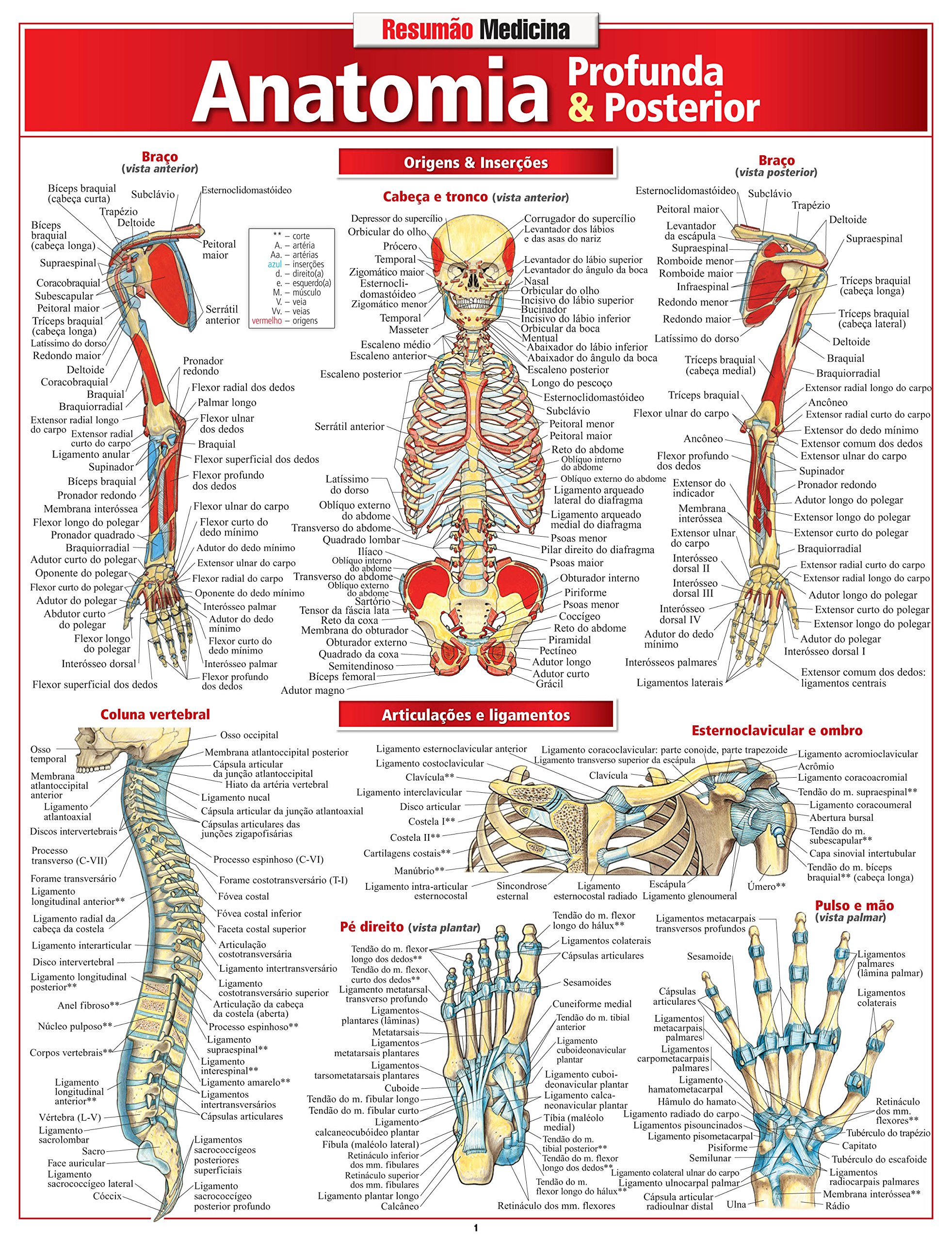 Anatomia Profunda e Posterior PDF Vincent Perez