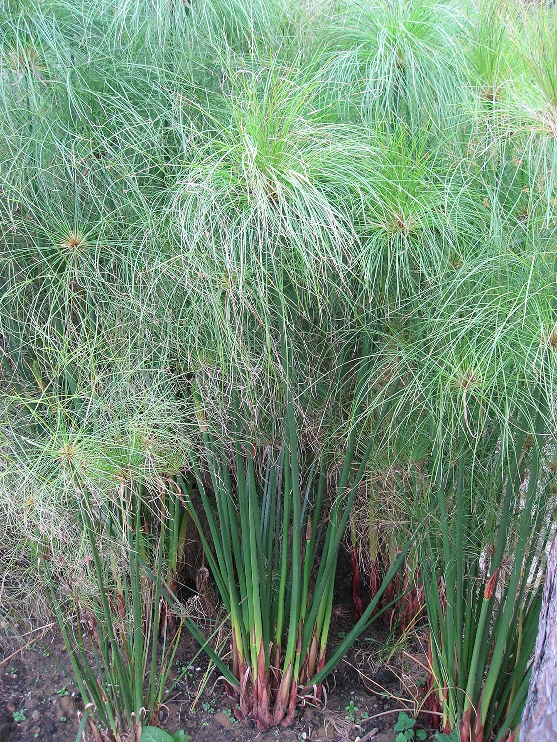 Garden paper reed 50 seeds Cyperus papyrus Indian matting plant papyrus ...