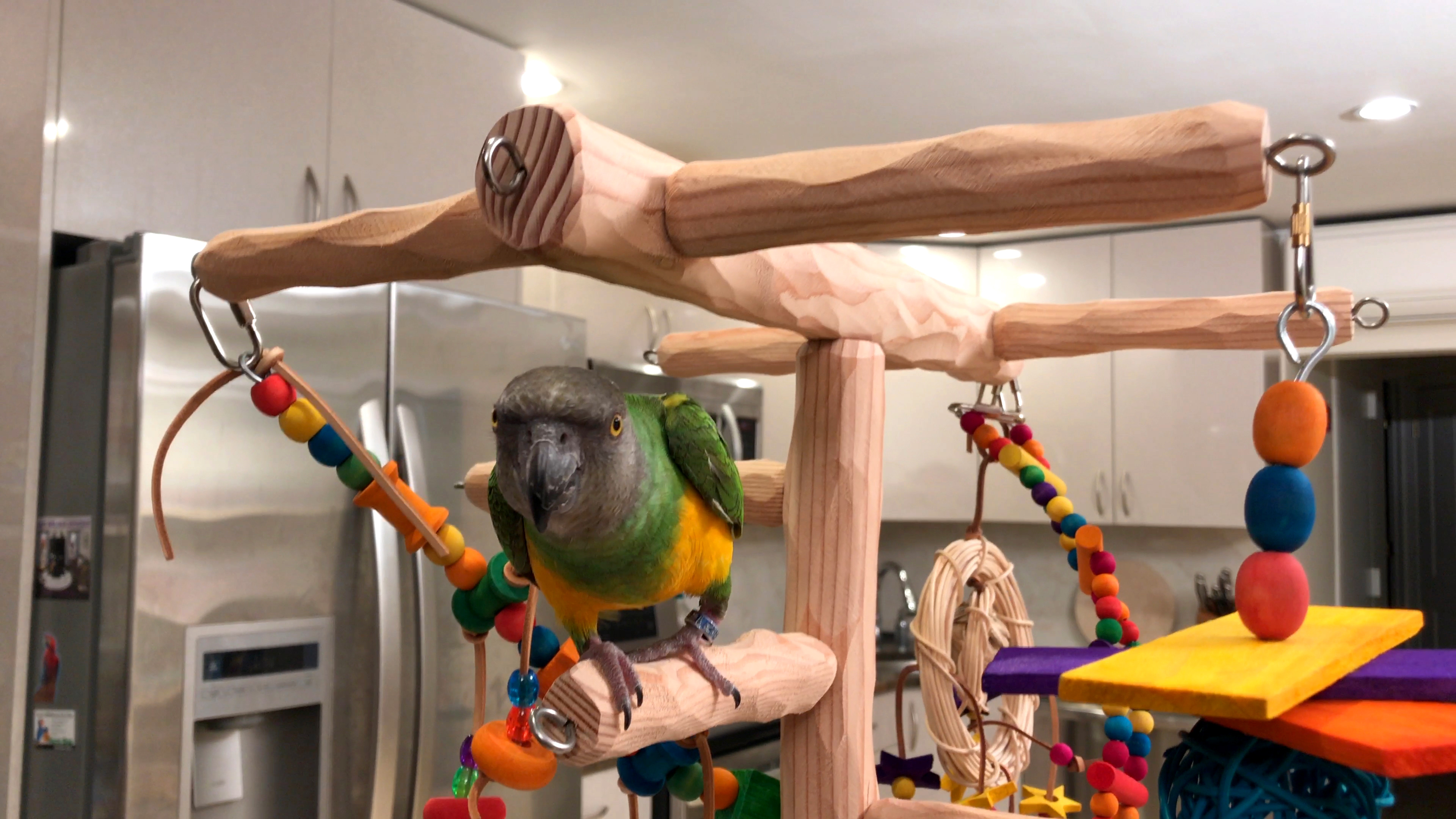 Watch Deluxe NU Perch Tabletop Parrot Climbing Tree on Amazon Live