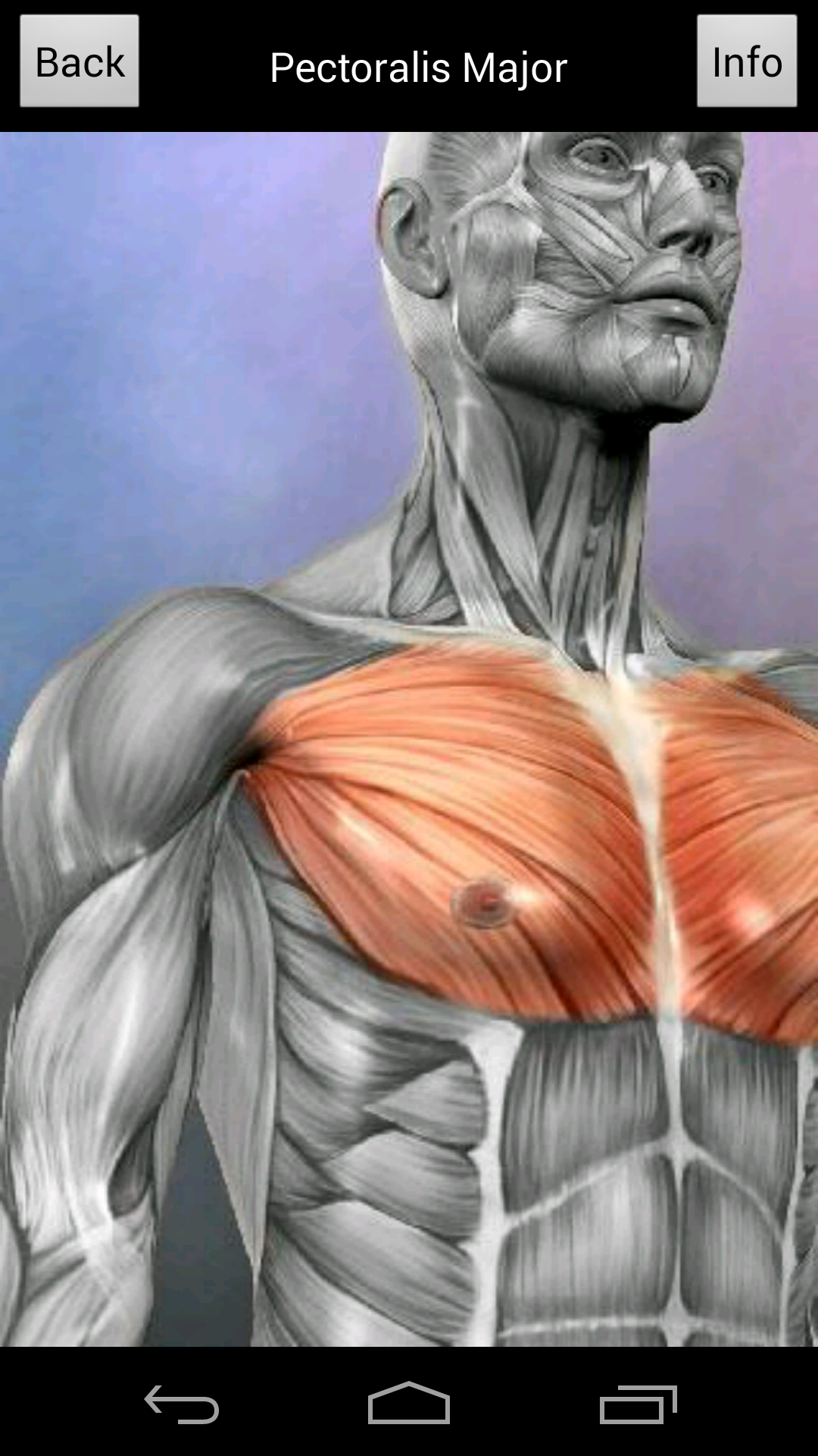 Learn Muscles: Anatomy:Amazon.de:Appstore for Android