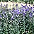 Amazon.com : Monkshood Seeds (Aconitum napellus) Packet of 20 Seeds ...