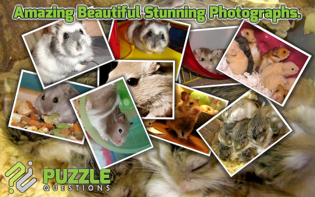 Hamster Jigsaw Puzzle Games : Amazon.es: Apps y Juegos