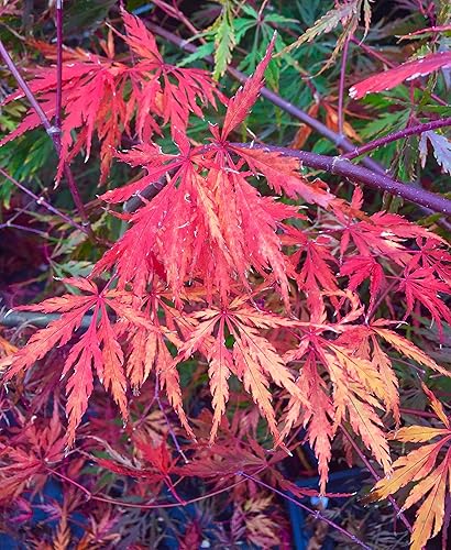 Fire Japanese Maple