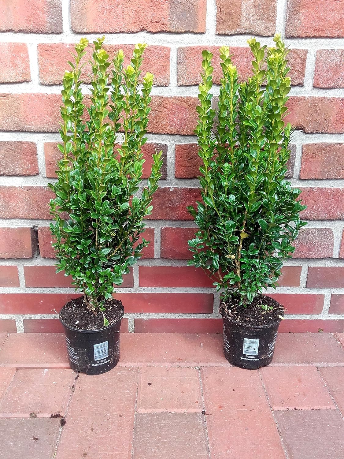 50 Buchsbaum, Höhe: 30-40 cm, Buxus sempervirens, buschig: Amazon.de ...