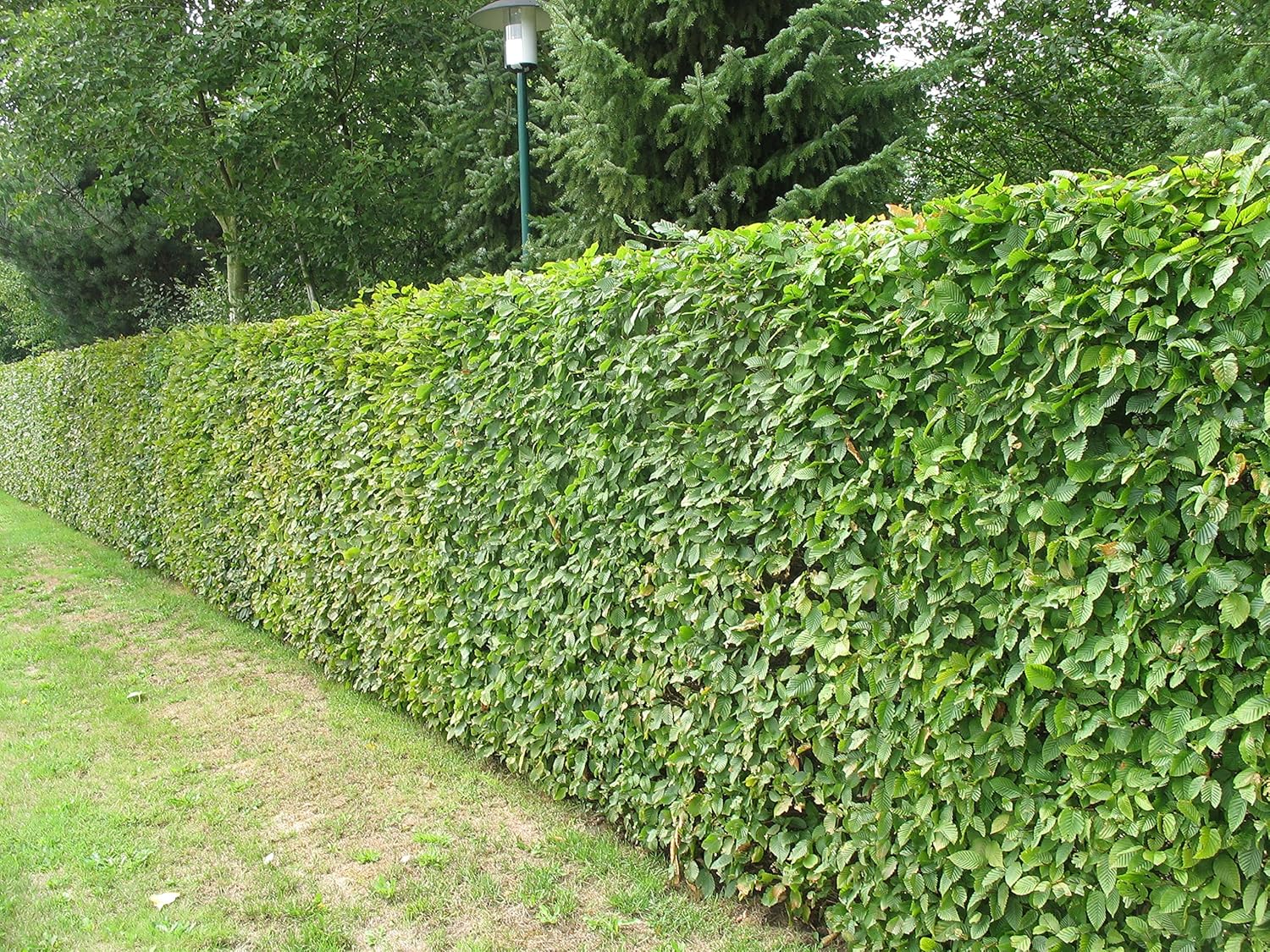 50 Green Beech Hedging Plants 2-3ft, Fagus sylvatica - Grade A Stock ...