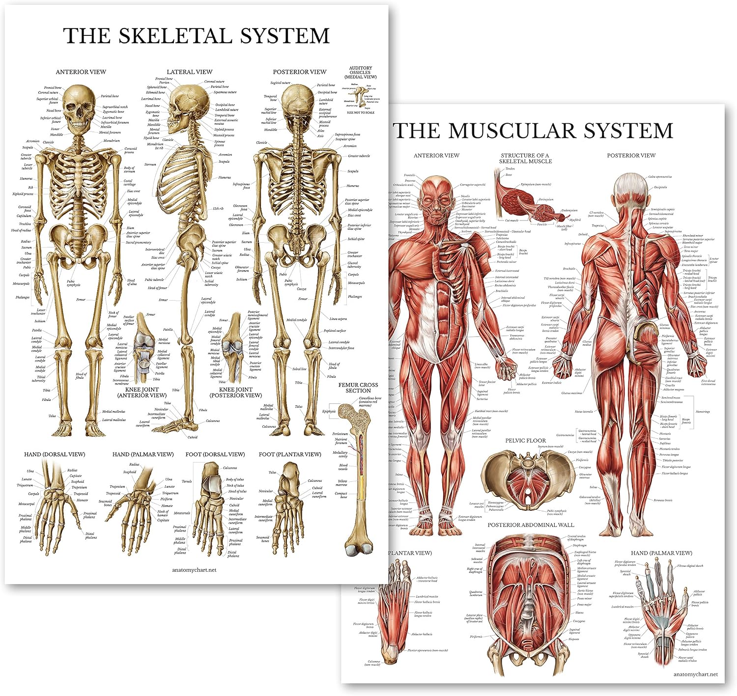 Palace Learning Muscular Skeletal System Anatomical Poster Set Palace Learning Muscular Skeletal System Anatomical Poster Set