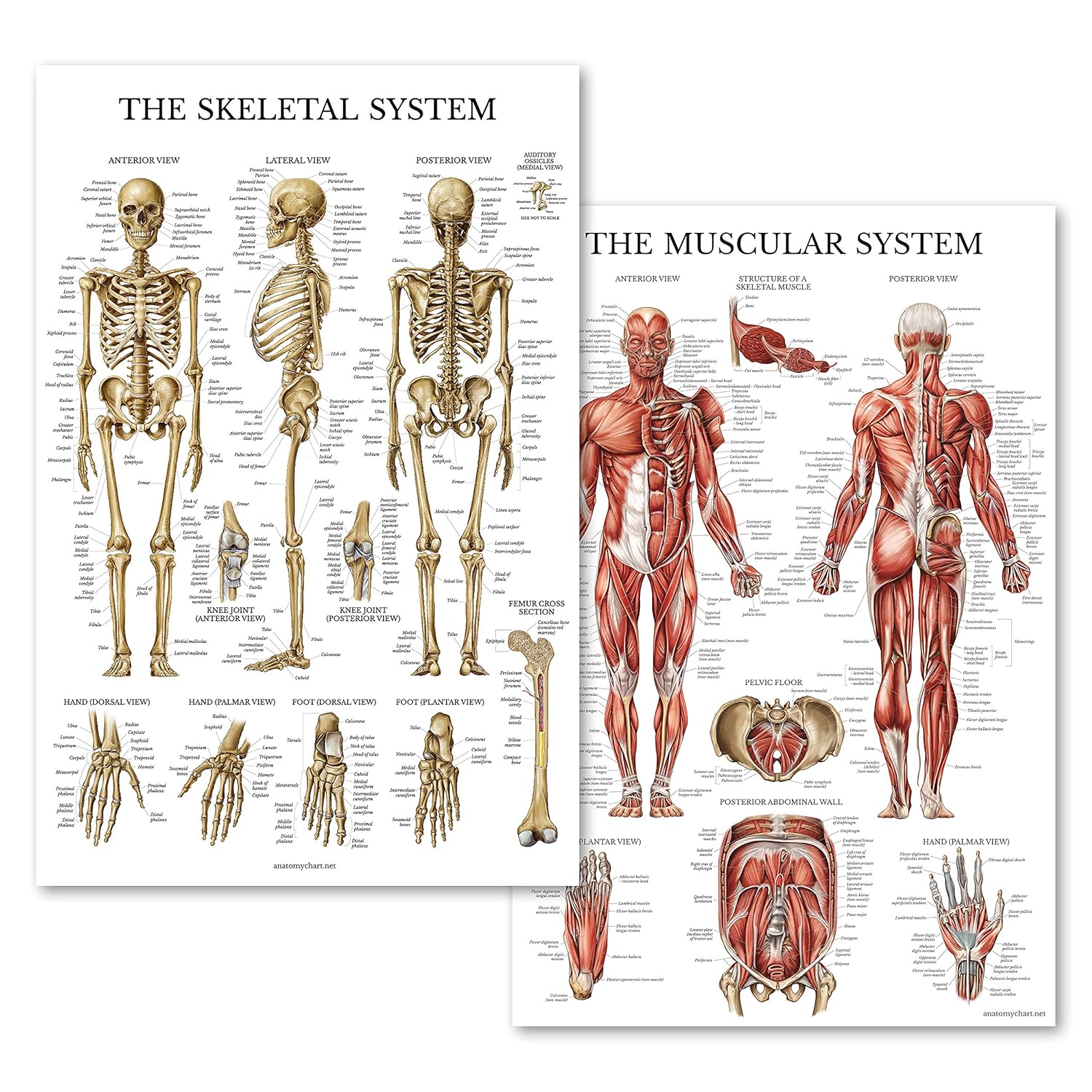 Anatomy Of Skeletal Muscle Anatomy Book