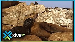 Amazon.com: A Harbor Seal Pup Grows Up (Baby Animals) (9780822500926 ...