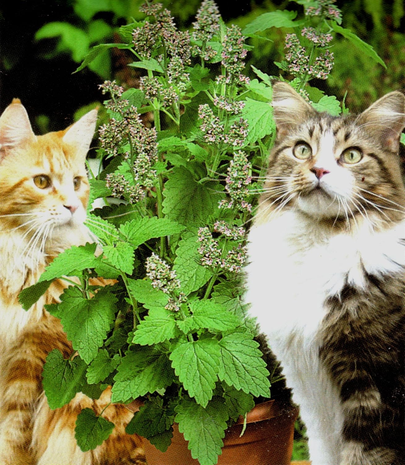 Potted Plants: Catnip. Nepeta Cataria Catmint 1 litre Pot Size: Amazon ...
