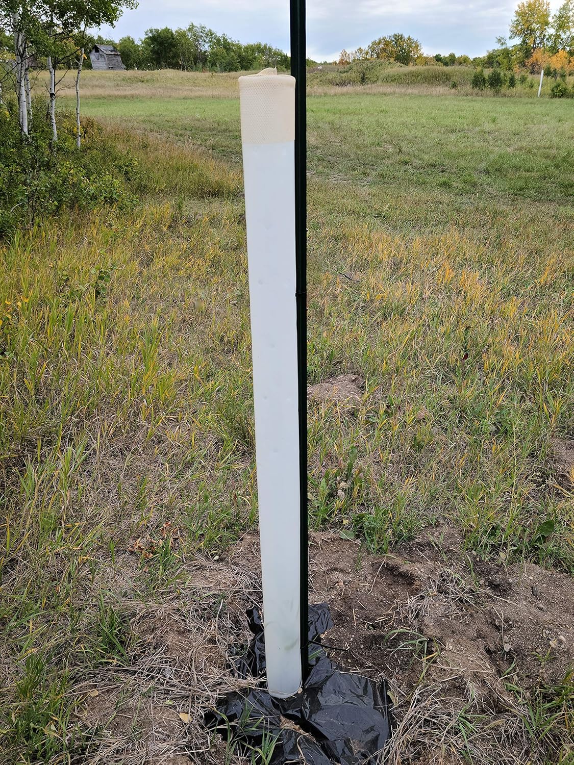 Amazon.com : 36" Miracle Tree Tube - Grow Tube - Tree Shelter (25 ...