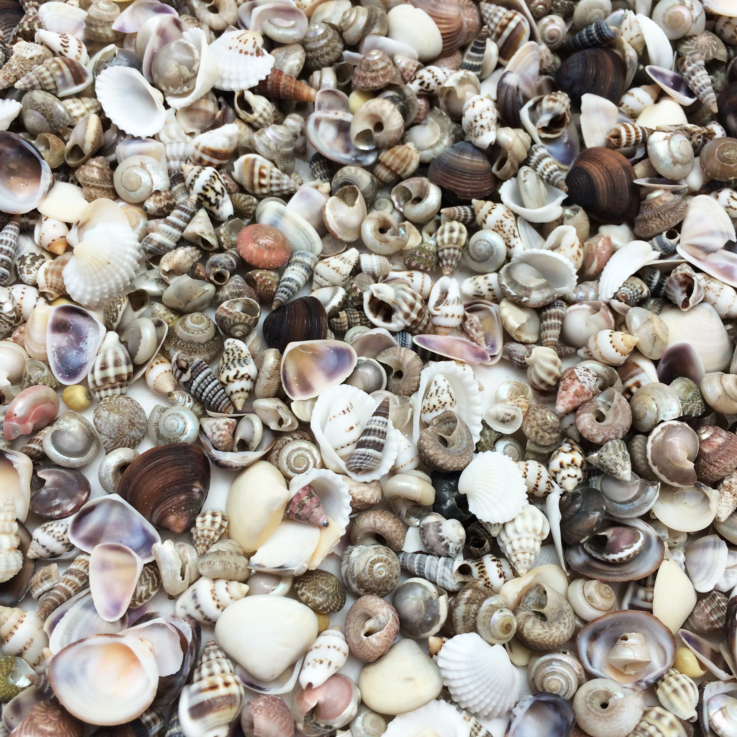 Mua PEPPERLONELY Extra Tiny Mix Sea Shells, Very Small & Clean, 8 OZ ...